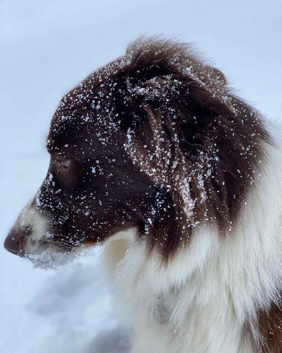La princesse héritière Mary et Vincent de Danemark au ski avec leur ...