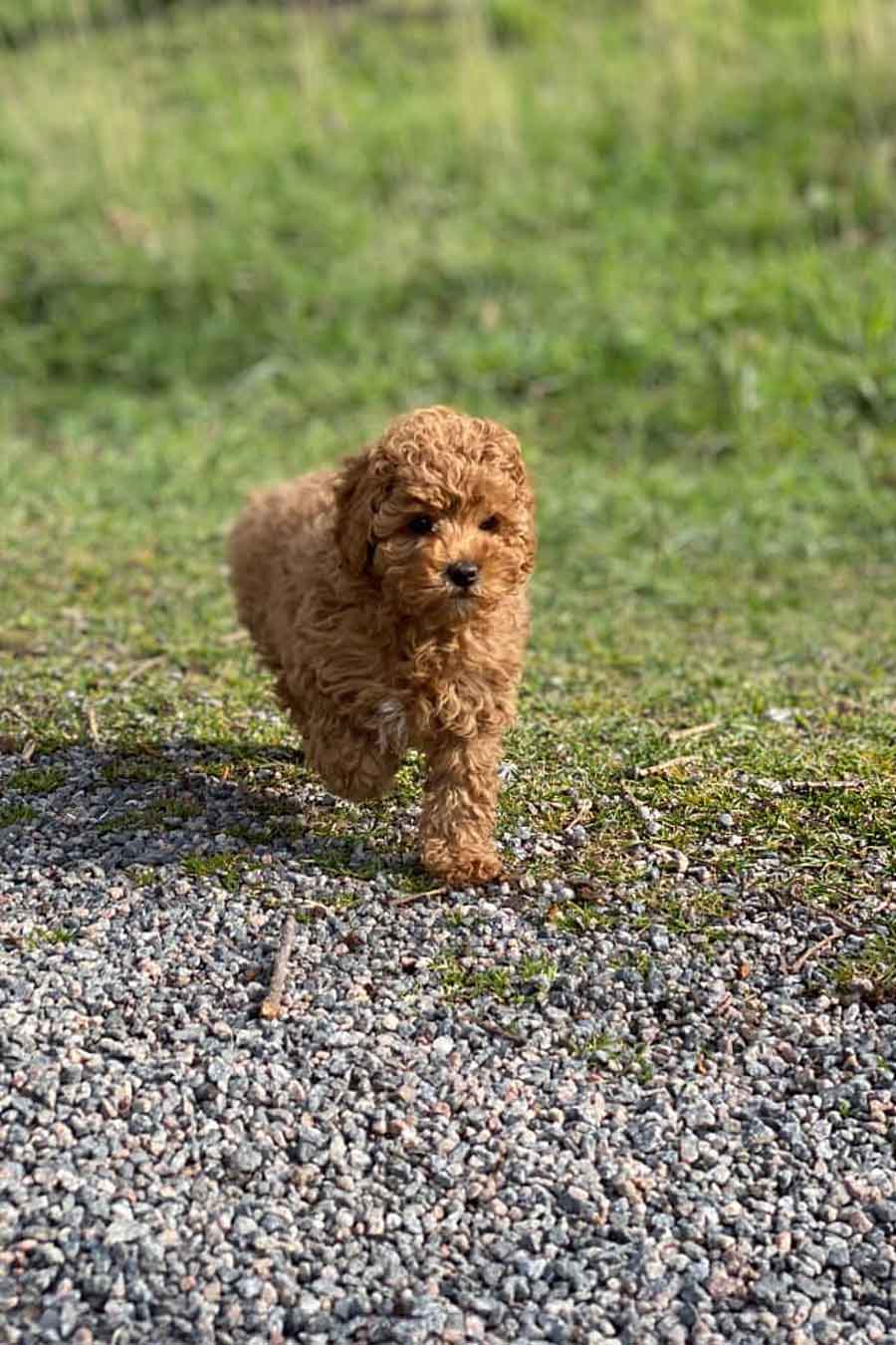Victoria de Suède adopte Rio ! Un cavapoo intègre la famille héritière ...