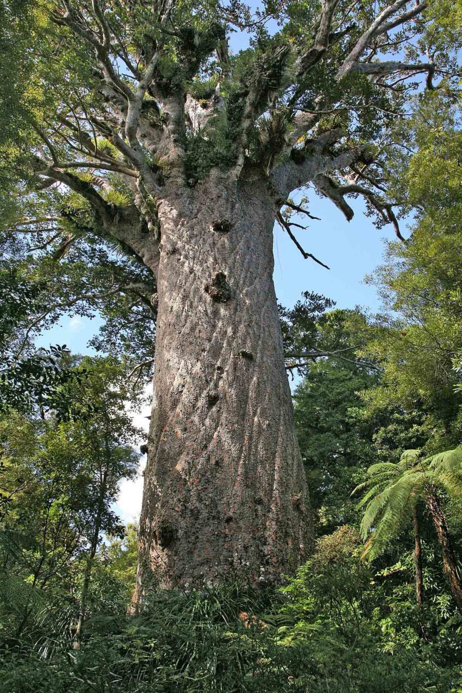 Les premiers descendants maoris de la famille royale britannique ...