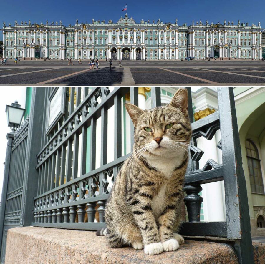Les chats et les royautés : quelle famille royale possède un chat