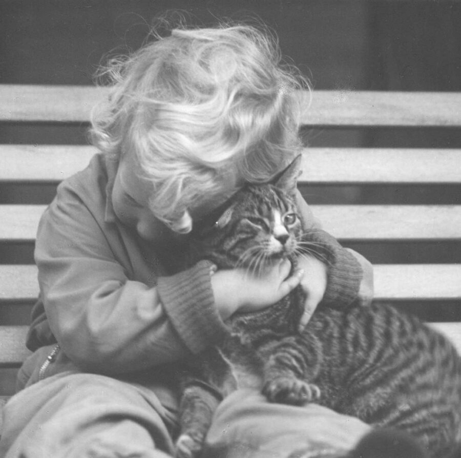 Les chats et les royautés : quelle famille royale possède un chat