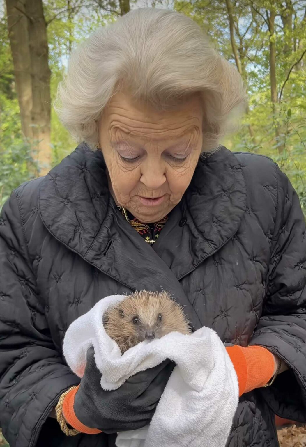 La princesse Beatrix relâche quatre hérissons dans les jardins du ...