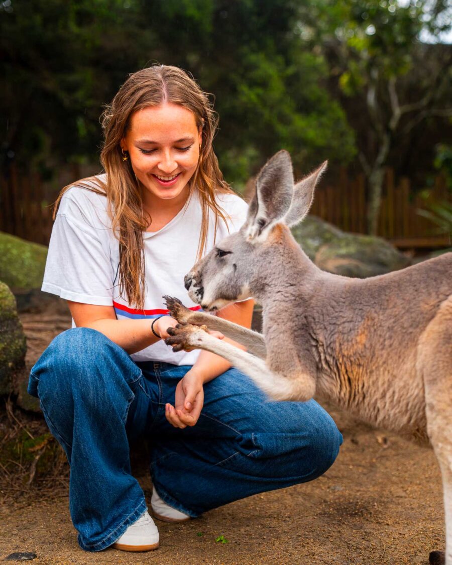 Prinzessin Ingrid Alexandra unterbricht ihr Studium in Australien wegen ...